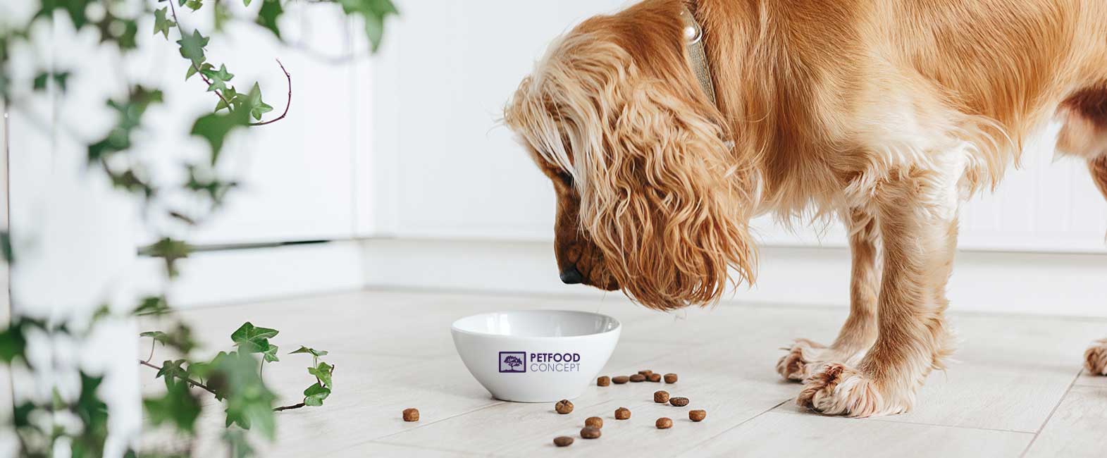 Petfood Concept - Aliments et accesoires pour chiens et chats